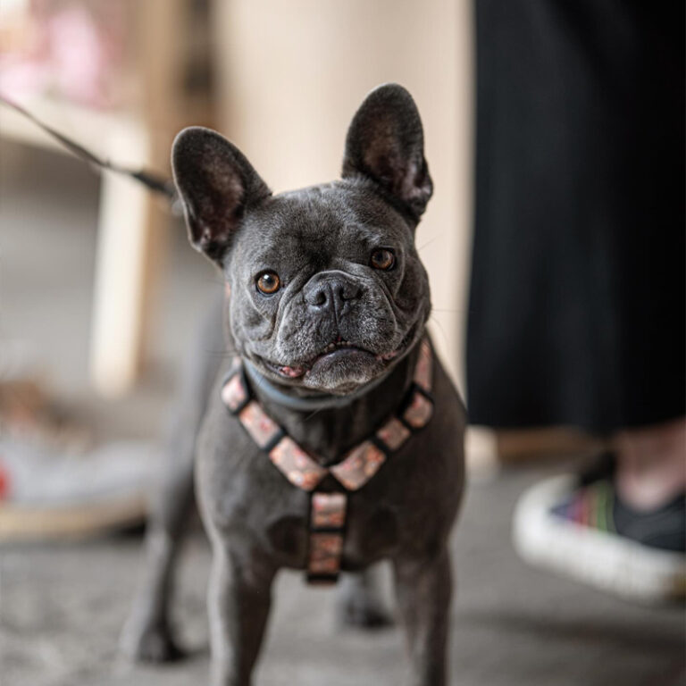 Woofland » Obroże, szelki, smycze i akcesoria Handmade dla psów